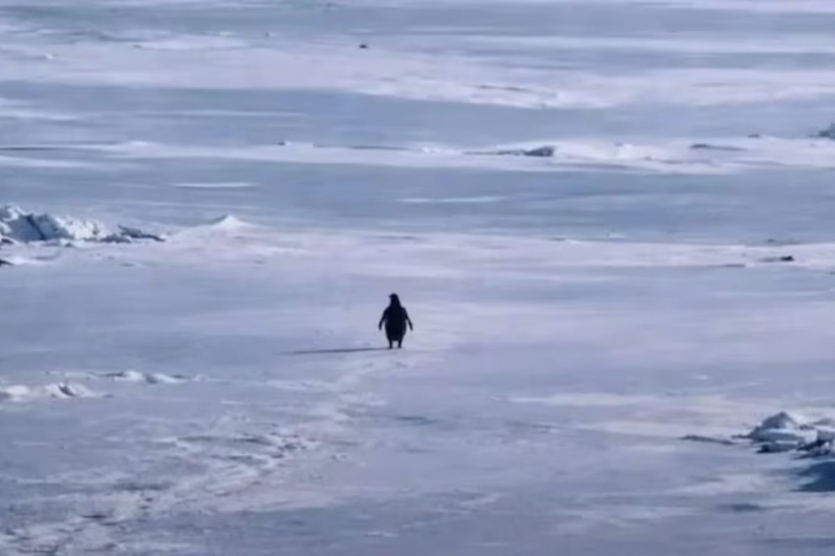 What's the Full Story Behind the Viral 'Nihilist Penguin' Meme?