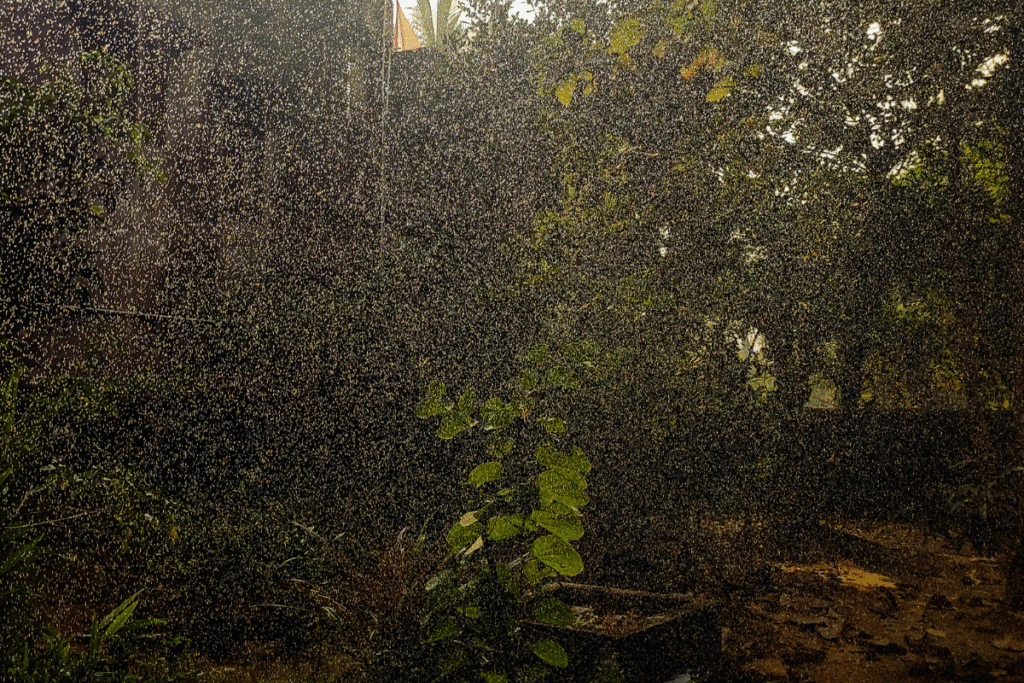 Petrichor Explained: What causes the earthy smell after rain?