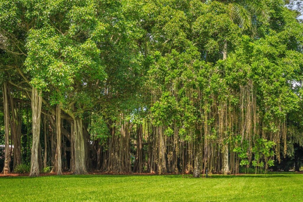 How to build a Nakshatra Vatika, list of tree species to be plante