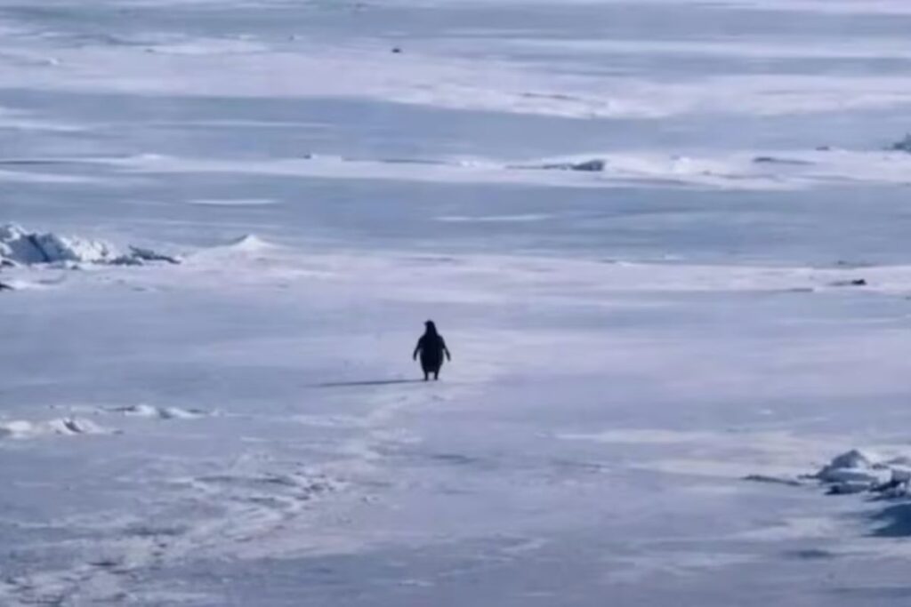 What's the Full Story Behind the Viral 'Nihilist Penguin' Meme?